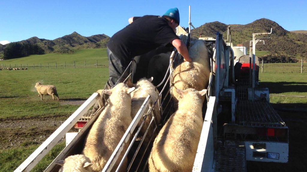 Sheep Dipping – BoothAg Ltd 2008